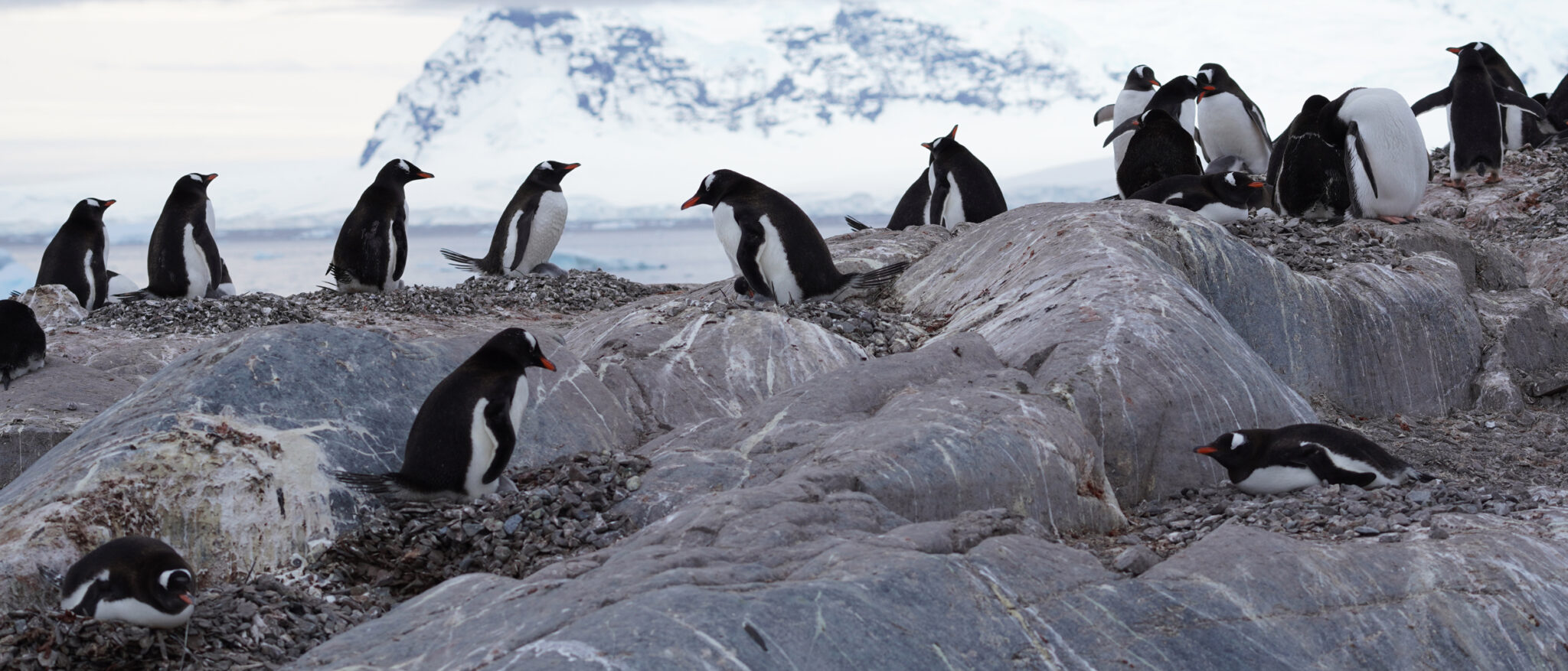 Listening for Whale Sounds 1,000 feet Deep in the Antarctic Ocean ...