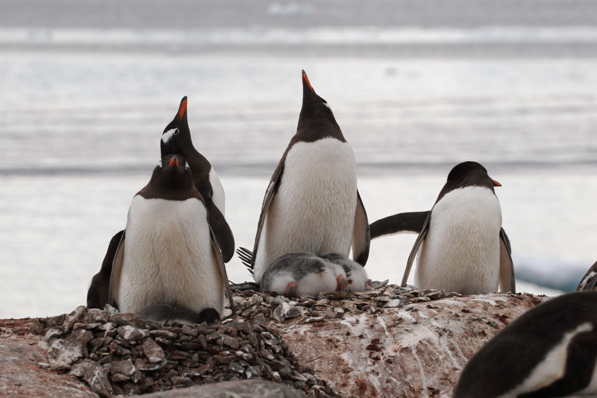 Listening for Whale Sounds 1,000 feet Deep in the Antarctic Ocean ...