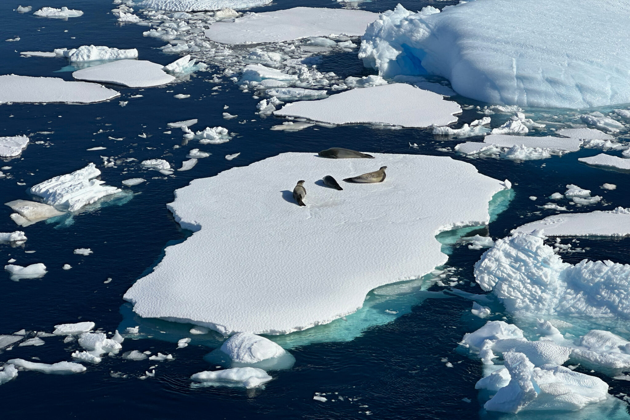 Listening for Whale Sounds 1,000 feet Deep in the Antarctic Ocean ...