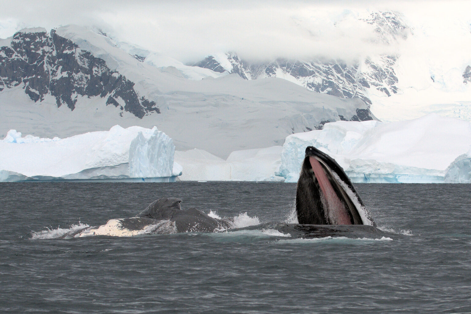 Listening for Whale Sounds 1,000 feet Deep in the Antarctic Ocean ...