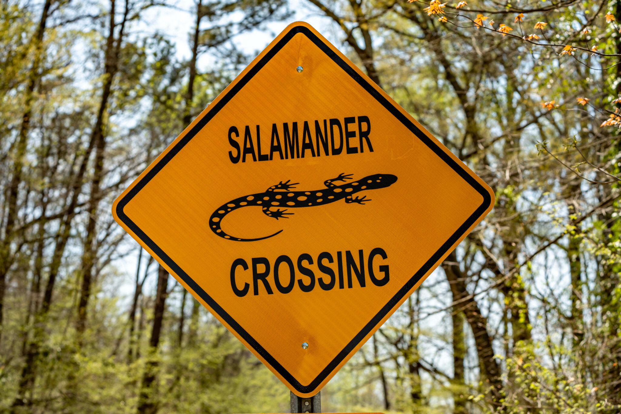 In Alabama, a Fight for the Spotted Salamander - Inside Climate News