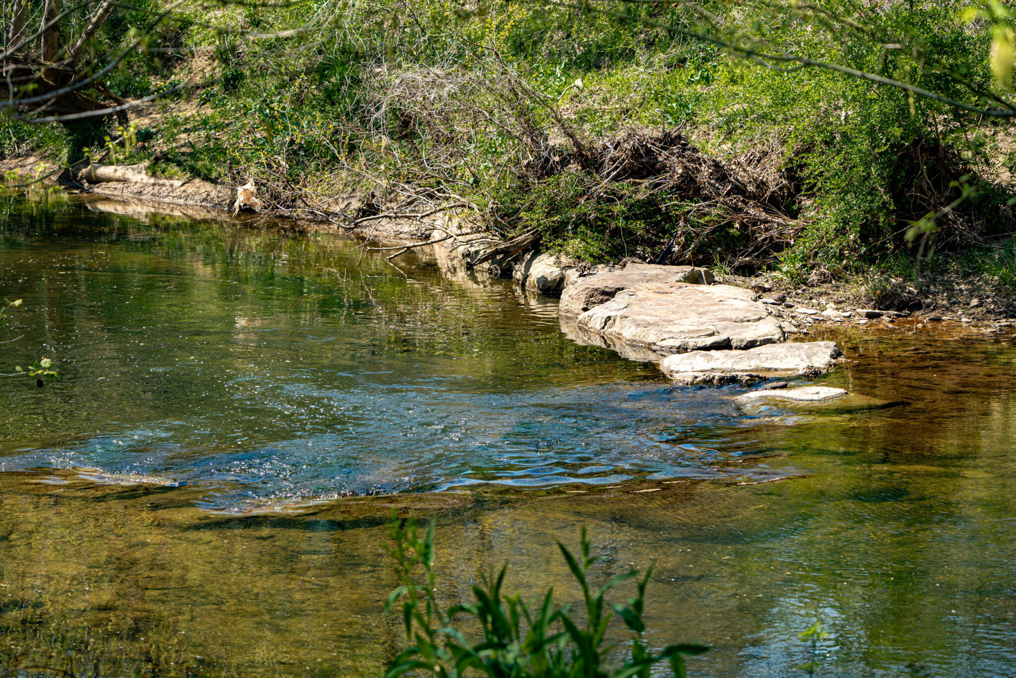 In Alabama, a Fight for the Spotted Salamander - Inside Climate News