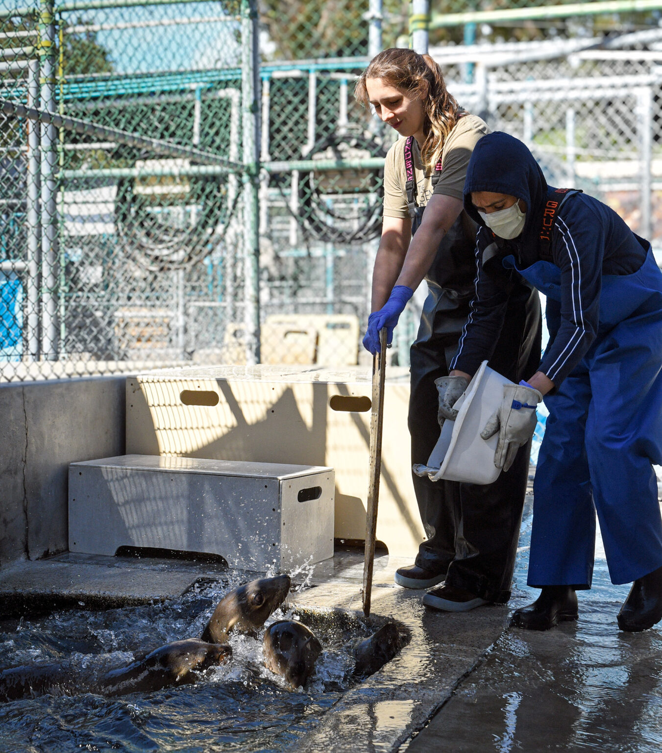 California Toxic Algal Bloom Blamed for Months-long Marine Life ...
