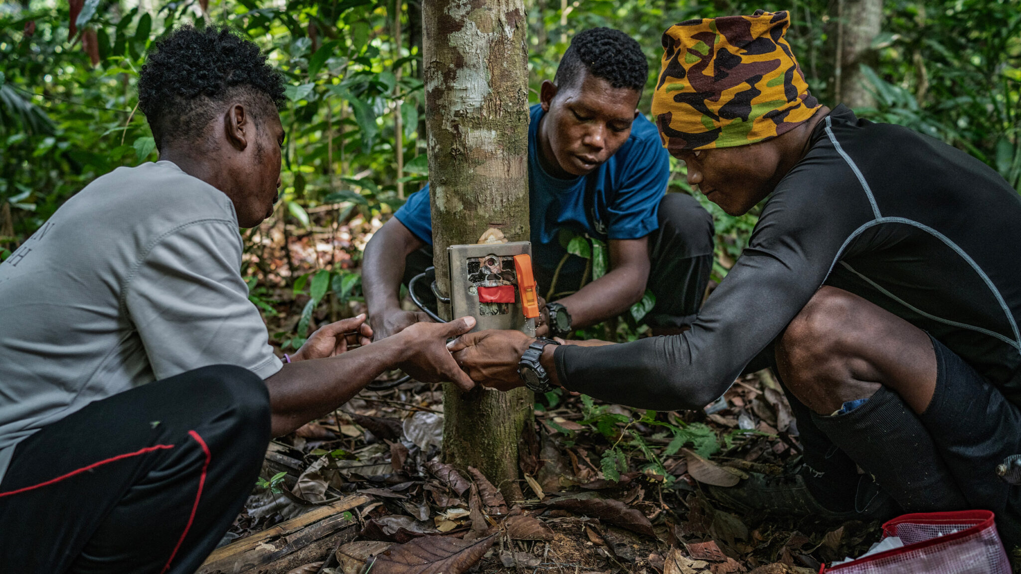 The Malayan Tiger Is at a Tipping Point, With Increasing Deaths of Both ...