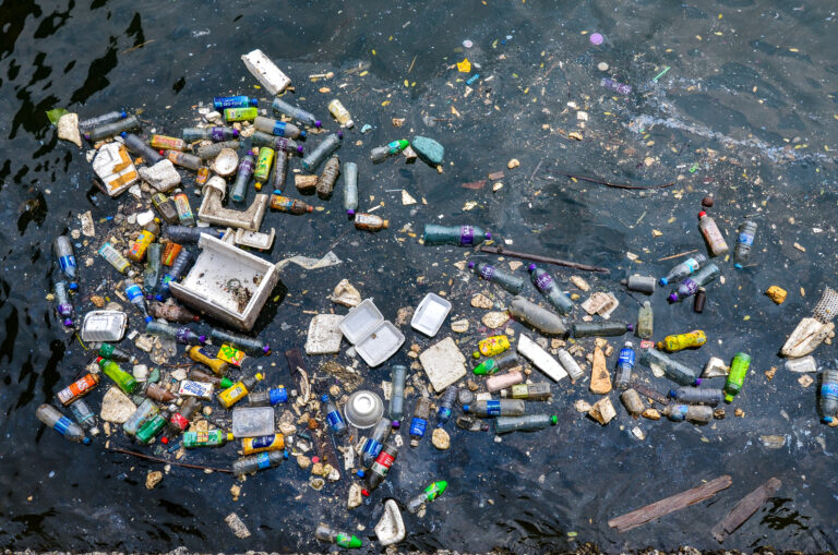 A Seabird Chick With 778 Pieces of Plastic in Its Body Shows How Bad ...