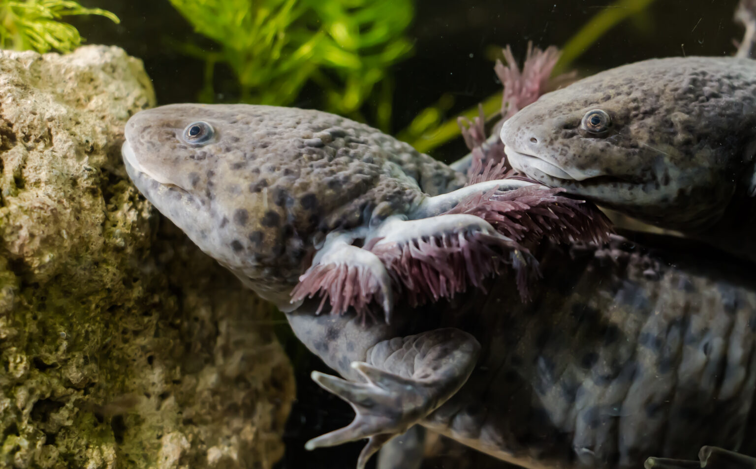 Captive-Bred Axolotls Were Successfully Introduced to the Wild. Can ...