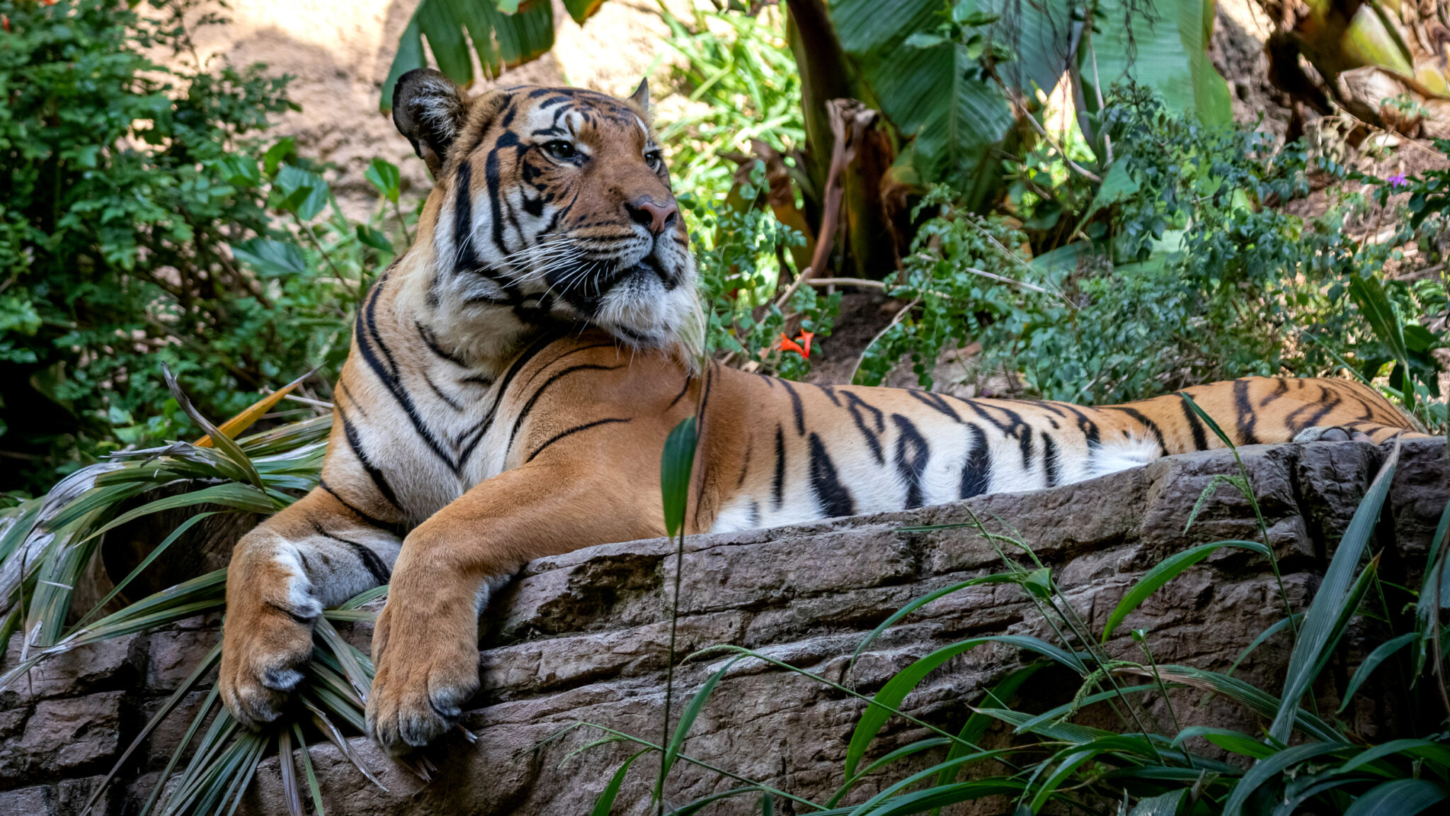 The Malayan Tiger Is at a Tipping Point, With Increasing Deaths of Both ...