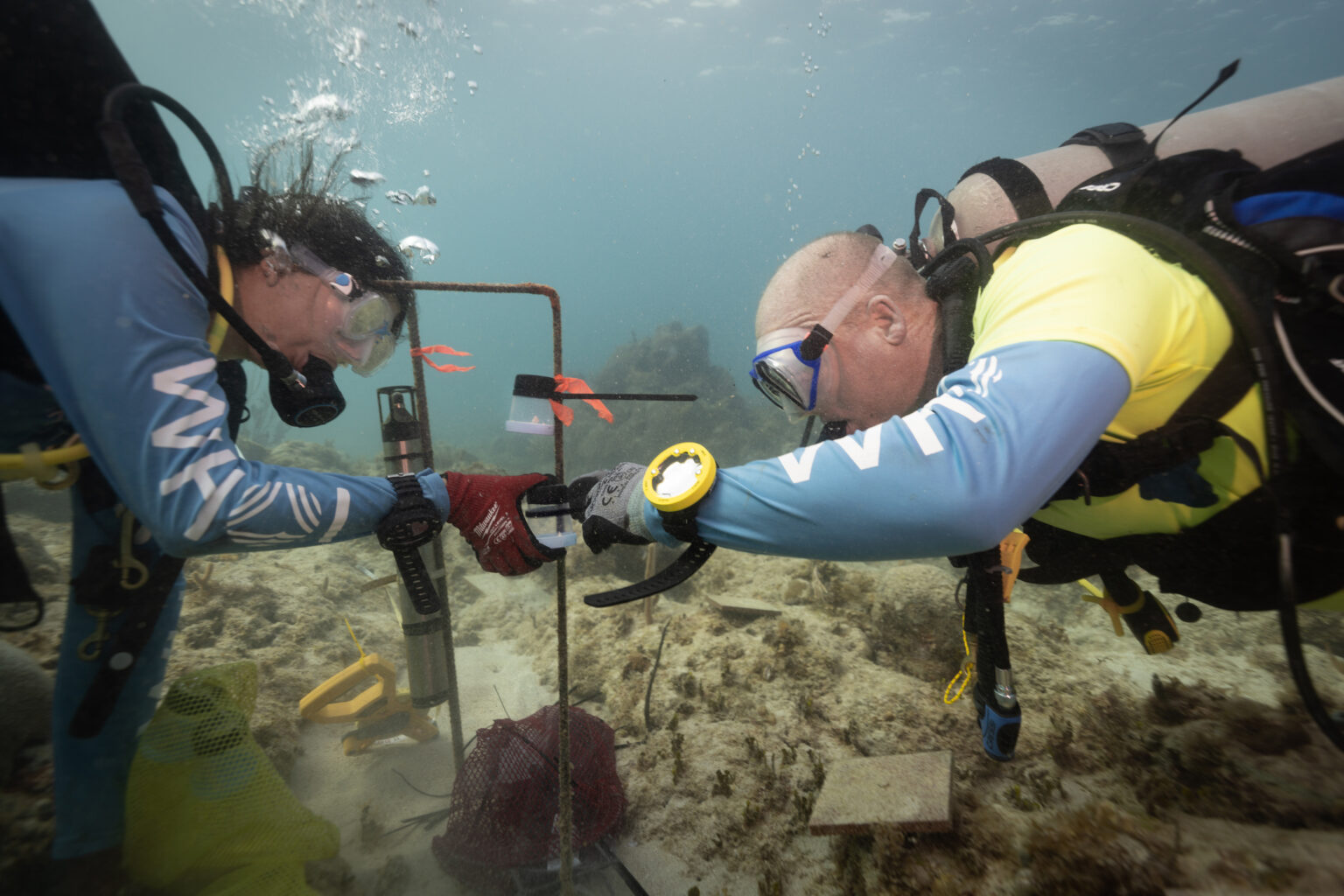 The Race to Engineer Coral Reef Solutions in the U.S. Virgin Islands ...