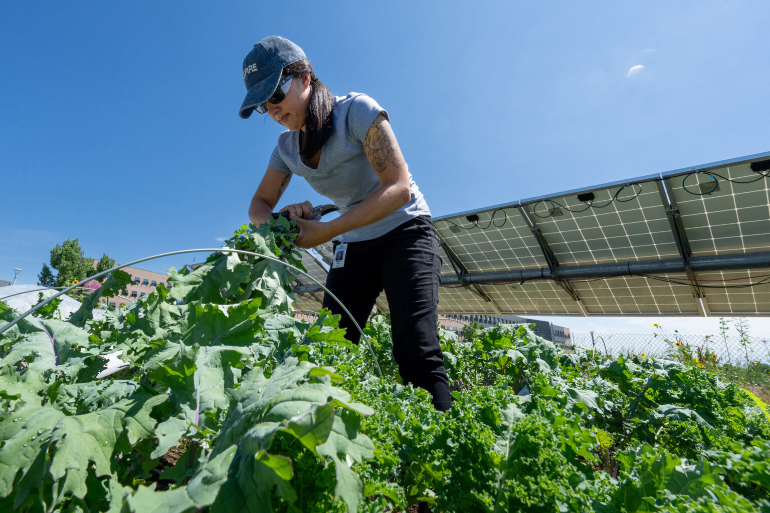 In the Sweltering Southwest, Planting Solar Panels in Farmland Can Help ...
