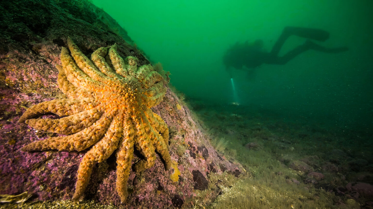 Scientists Pinpoint Cause of Massive Sea Star Die-Offs, and Suspect a ...
