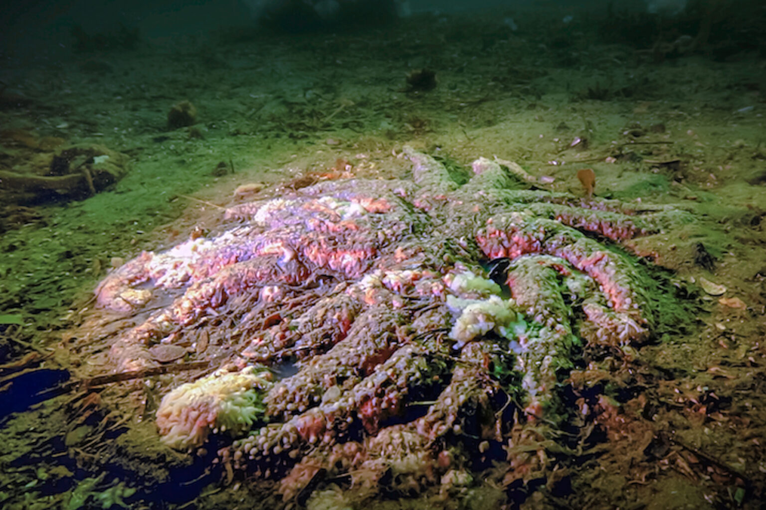Scientists Pinpoint Cause of Massive Sea Star Die-Offs, and Suspect a ...