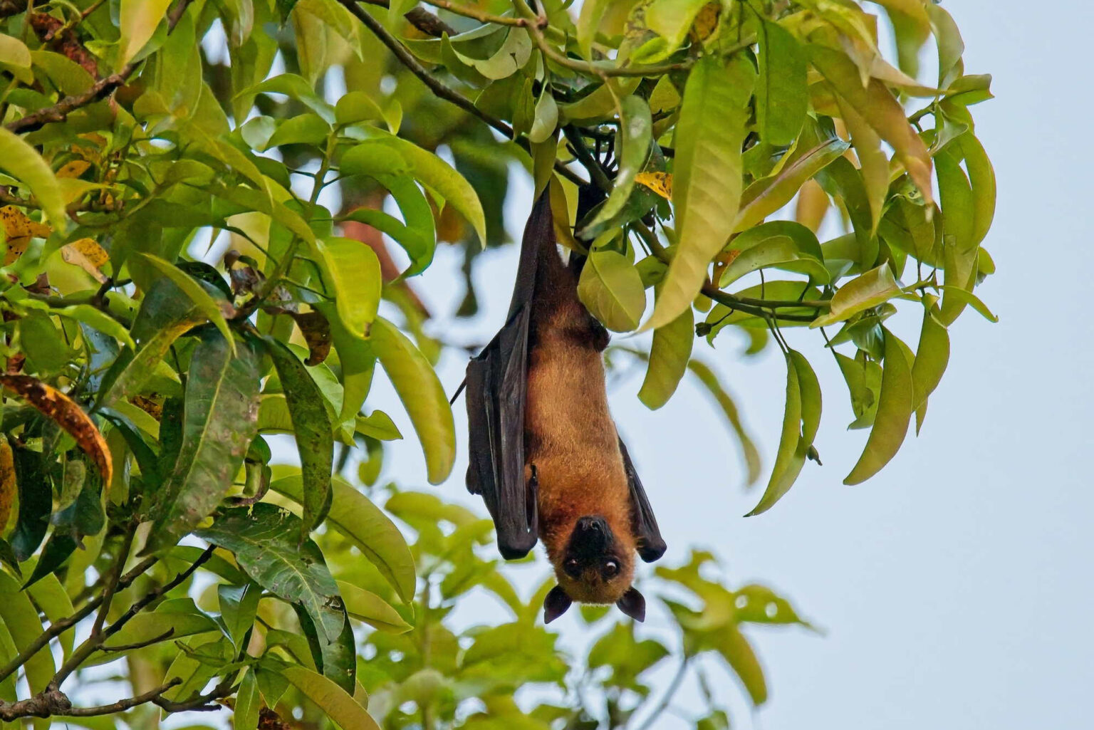 Climate Change Likely to Expand the Range of an Asian Bat and the ...