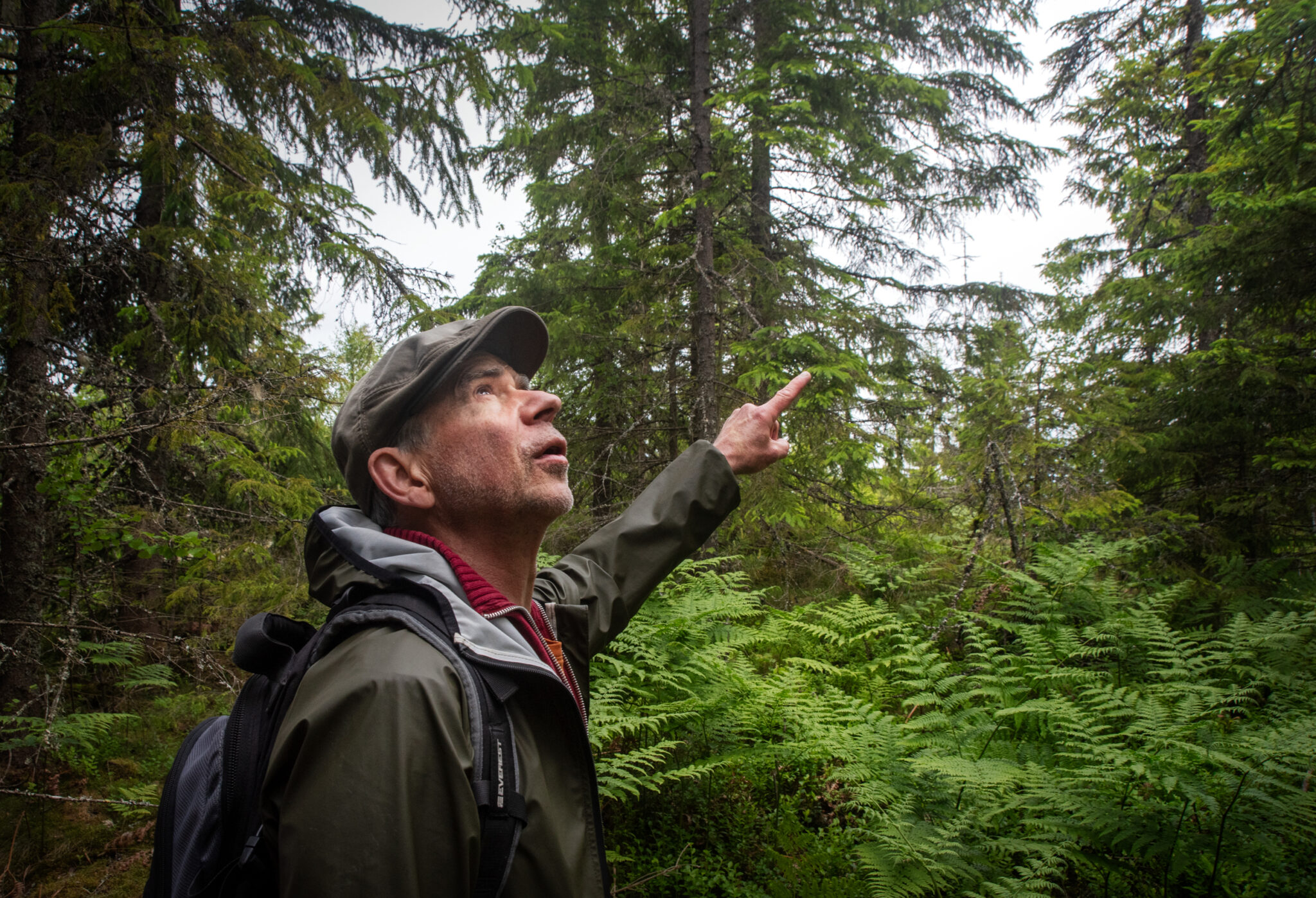 Sweden, an Early Climate Leader, Is Retreating From Its Environmental ...