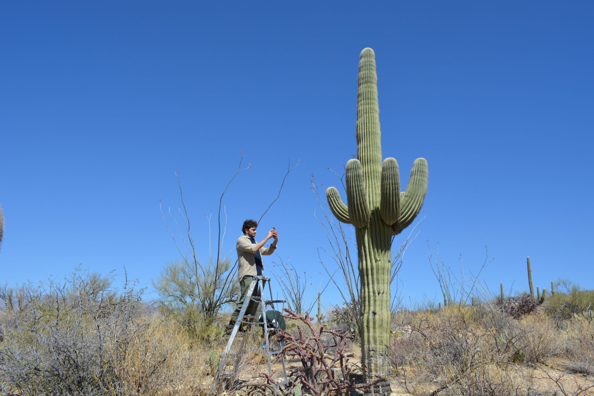 Behind the Scenes: Uncovering the Secret Lives of Cacti and Fungi in the Sonoran Desert - Inside ...