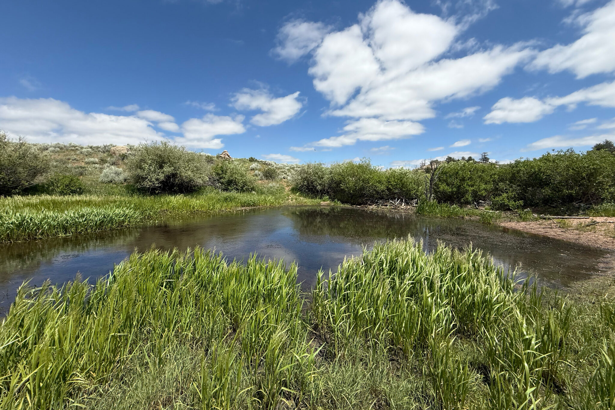 Researchers Use AI to Predict Beavers’ Impact on Local Habitats—and ...