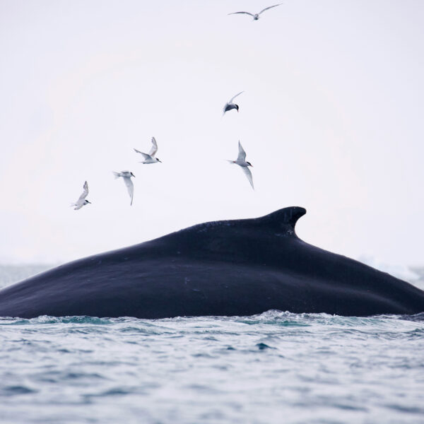 Human Impacts on Ocean Could Double or Triple by 2050, a New UC Santa ...