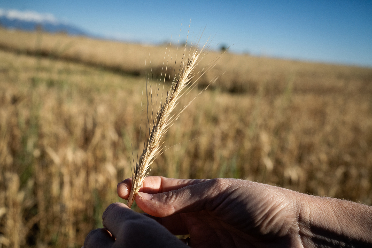 America’s Rye Whiskey Resurgence Could Help the Climate, but Not by ...