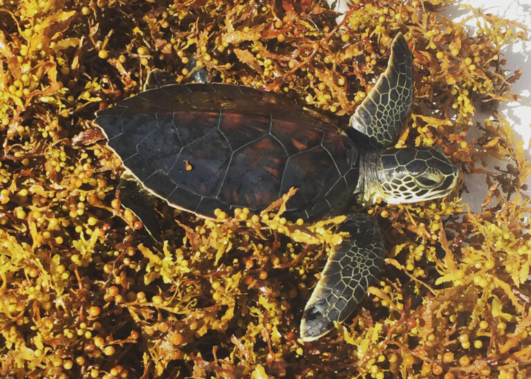 After Decades of Protections, Green Sea Turtles Have Been Saved From ...
