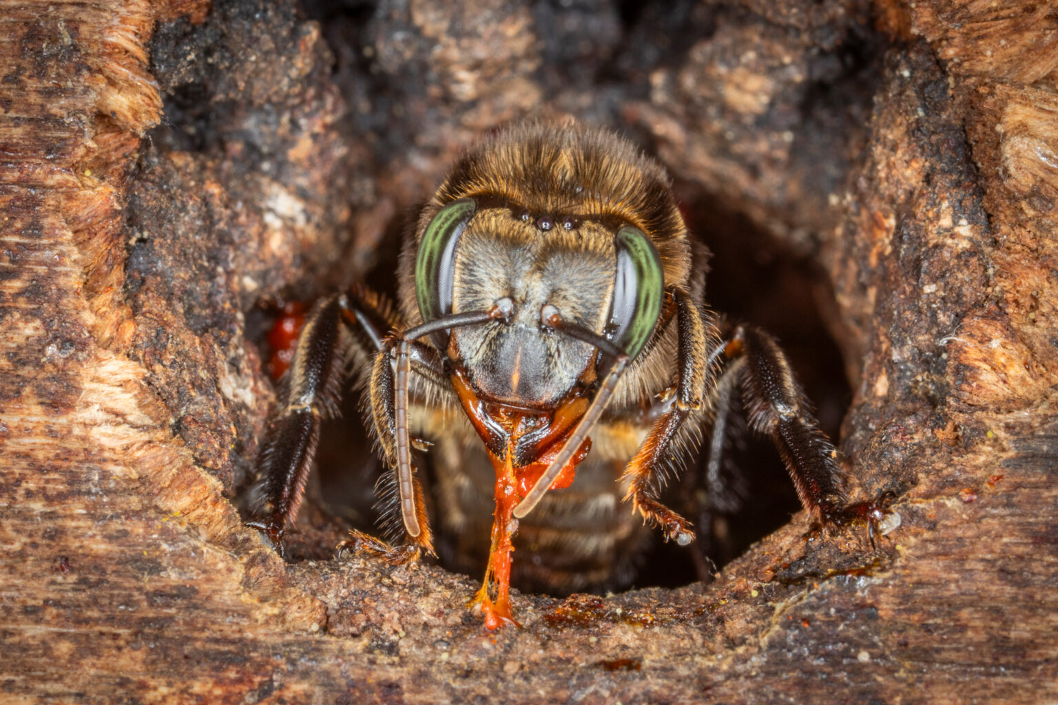 Defending Stingless Bees in the Peruvian Amazon - Inside Climate News