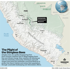 Defending Stingless Bees in the Peruvian Amazon - Inside Climate News