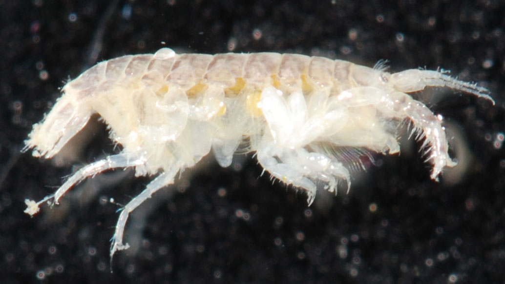 Invasive Scud Is Threatening the Great Lakes. Pollution Might Be ...