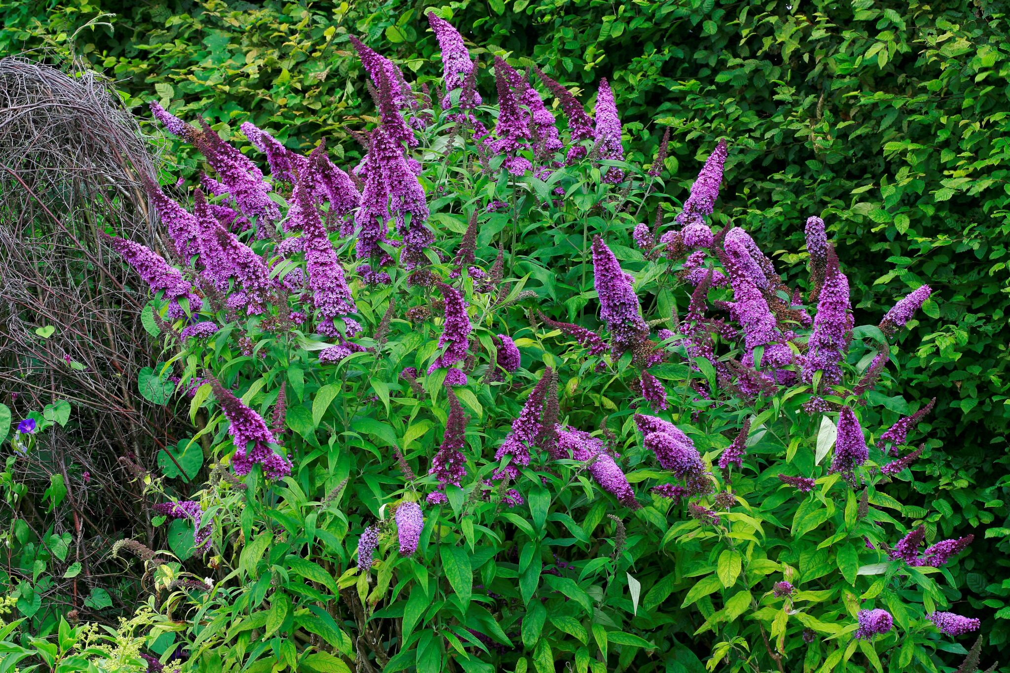 Trump Cuts Could Hinder Efforts to Stop Climate-Fueled Spread of ...