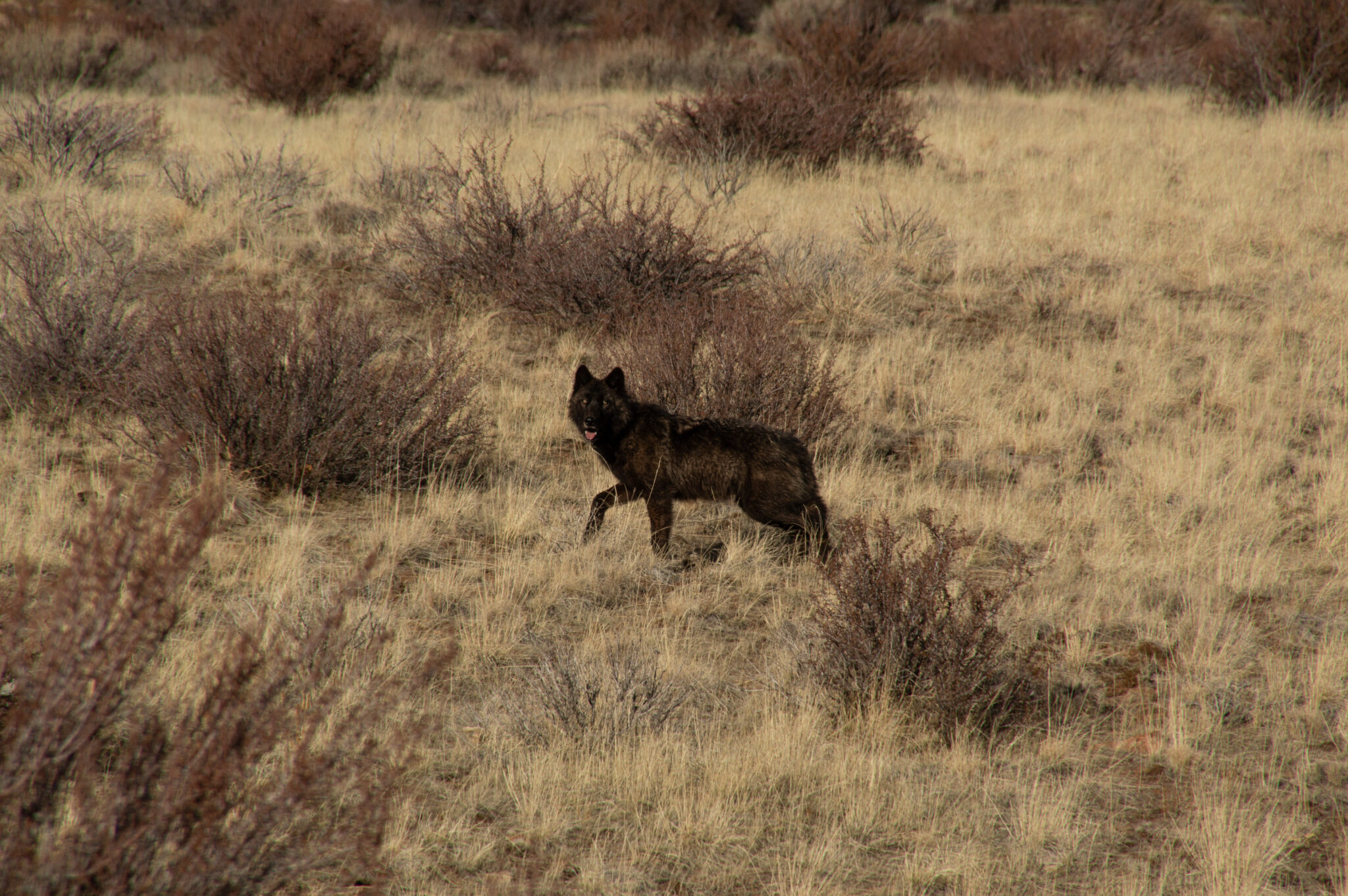 Amid National Wolf Debate, California Kills Four of the Predators After ...