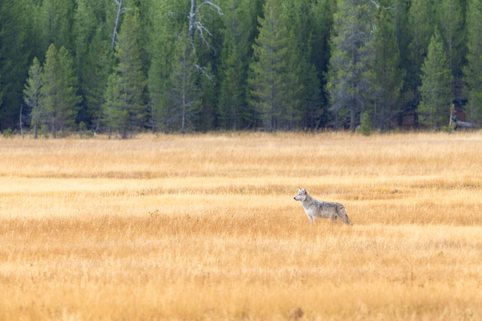 Reintroduced Carnivores’ Impacts on Ecosystems Are Still Coming Into ...
