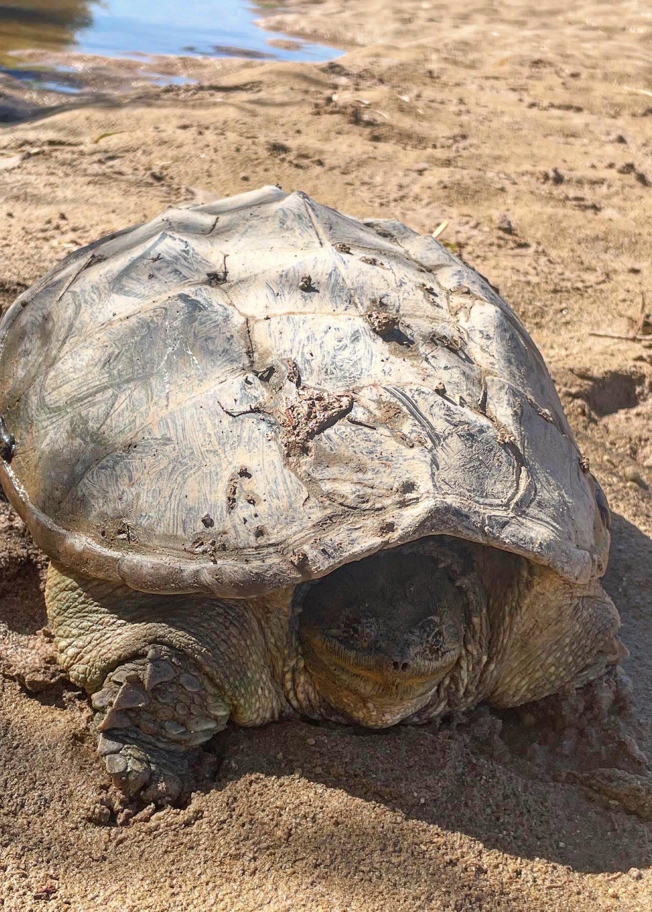 What the Rio Grande’s More Frequent Dry-Outs Mean for the Region’s ...