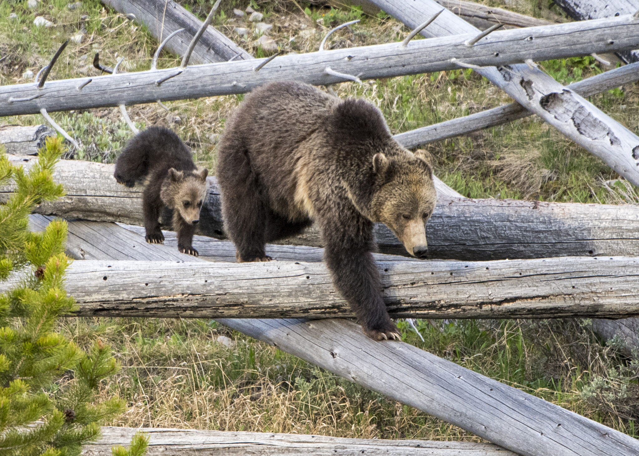 How Proposed Changes to the Endangered Species Act Could Further ...