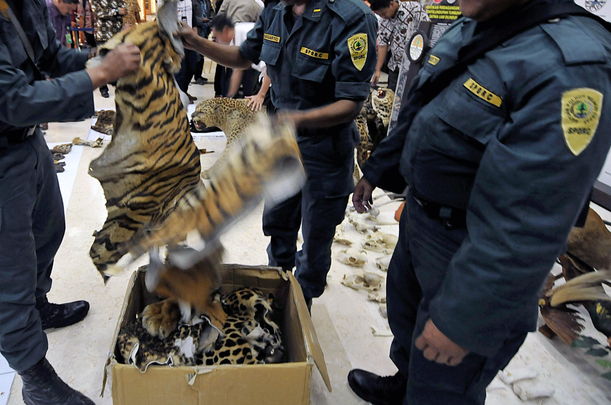 As Countries Take Steps to Protect Wildlife in Legal Trade, Animal and ...