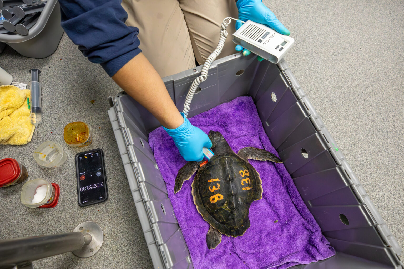 Hundreds of Sea Turtles Are Freezing in Cape Cod - Inside Climate News