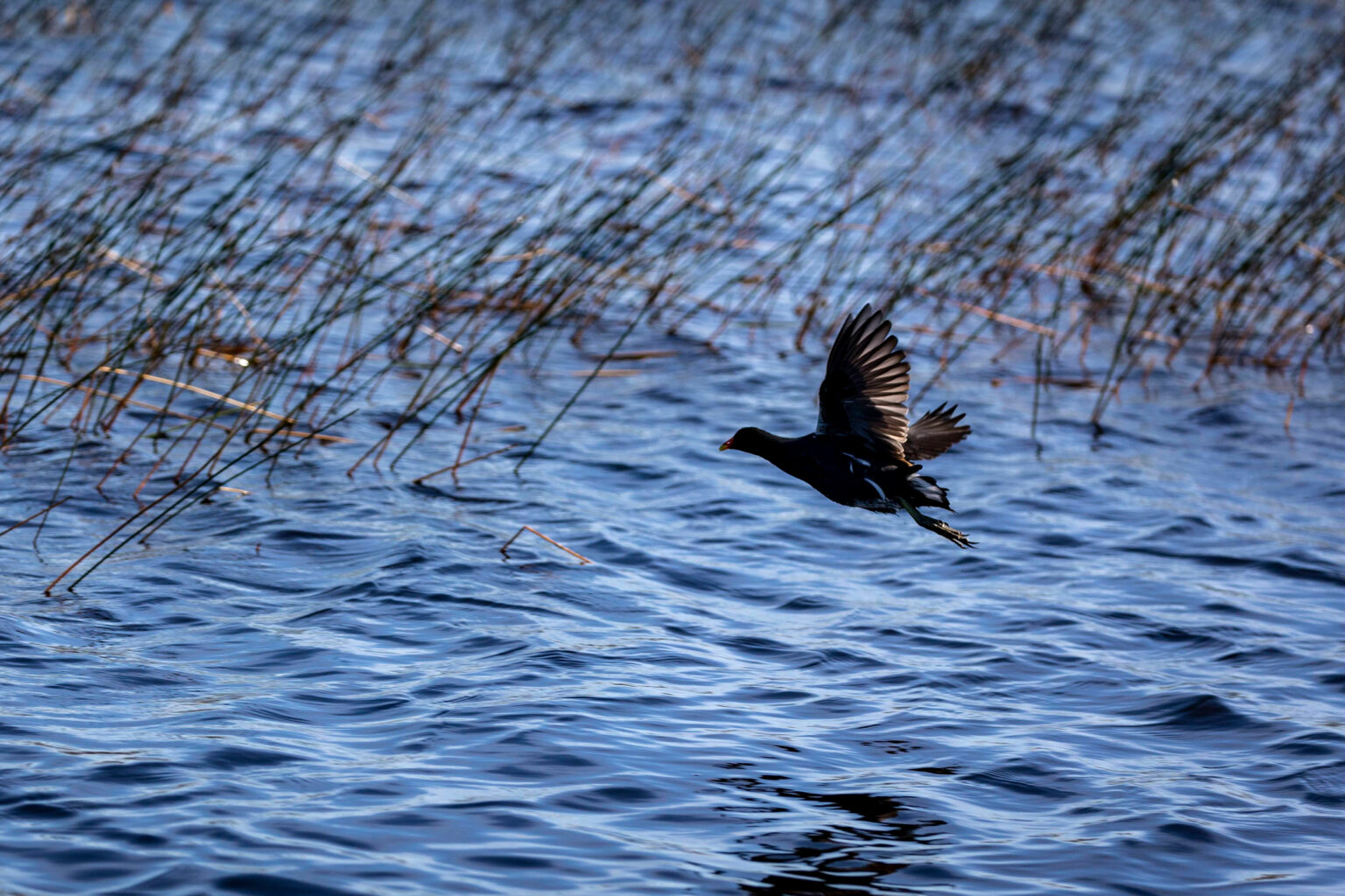 Now in its 25th Year, a Historic Effort to Save the Everglades Evolves ...
