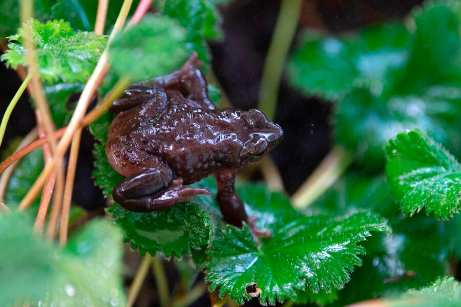 In Ecuador’s Battle of Toad vs. Road, Toad Wins - Inside Climate News