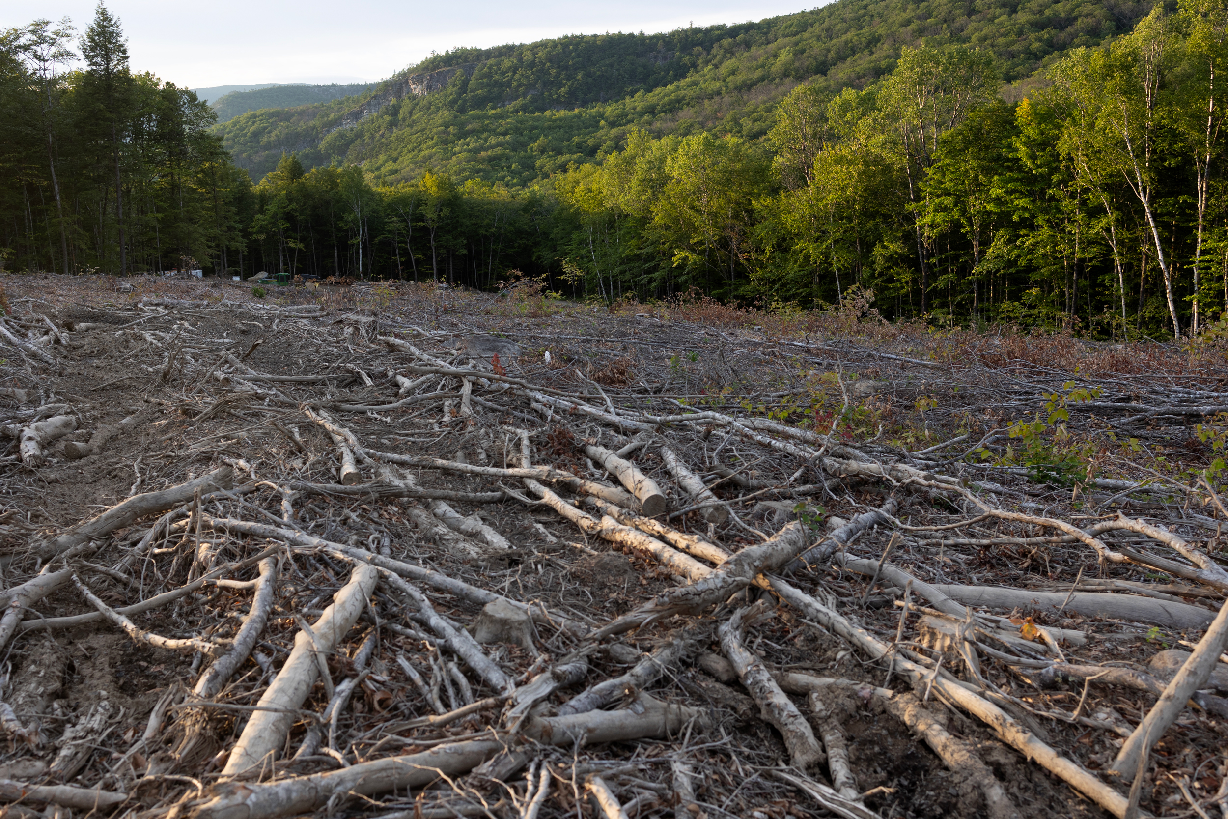Decades-Old Rule that Allowed Logging on Vast Swaths of US Land Ruled ...