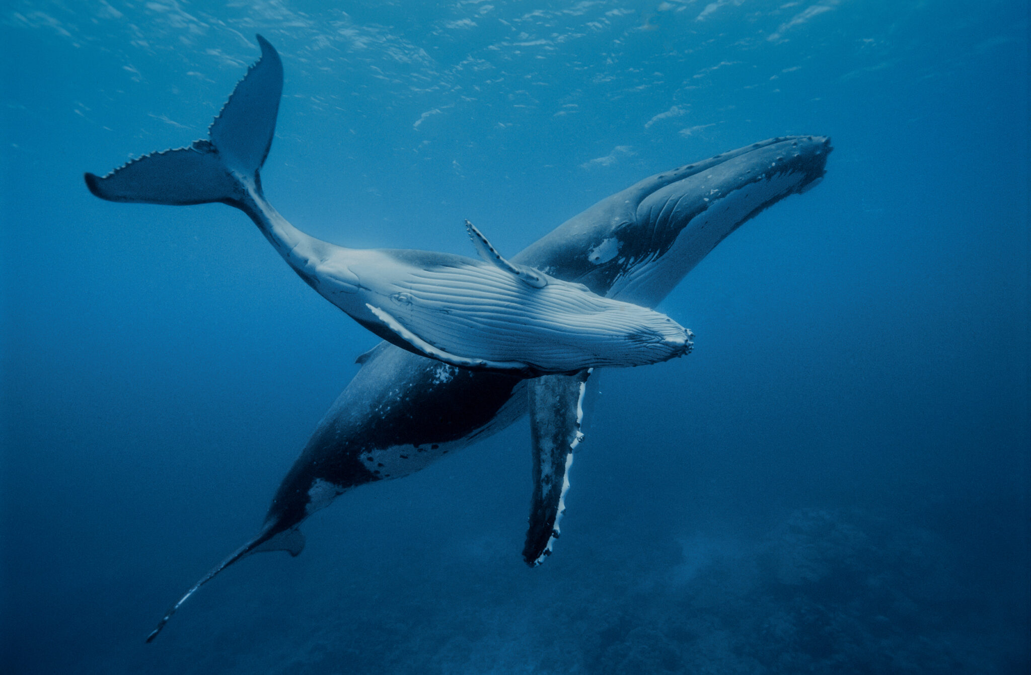 How a ‘Powerful Vision’ on Whales and Oceans Could Change Worldviews ...