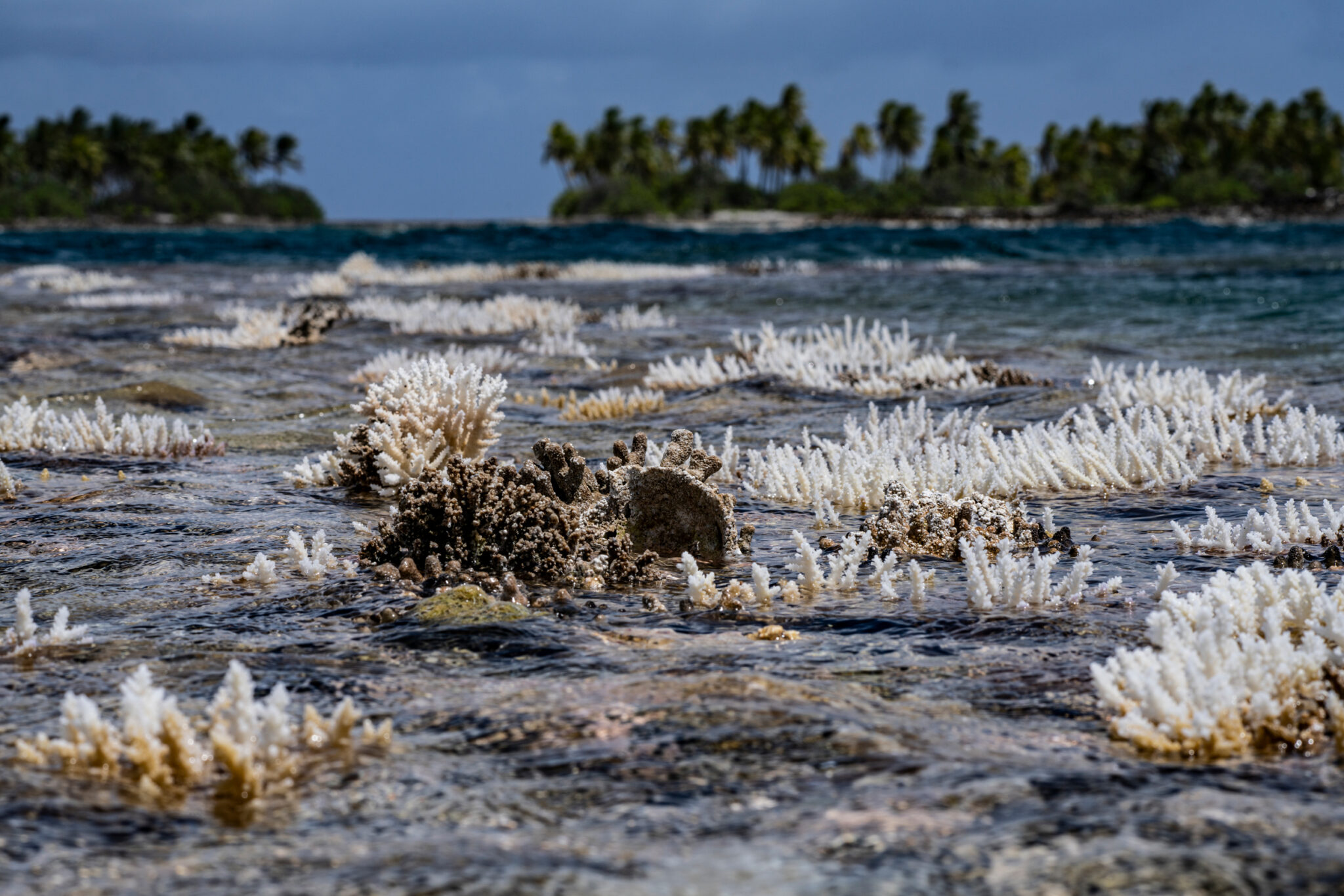 US Government Is Accelerating Coral Reef Collapse, Scientists Warn ...
