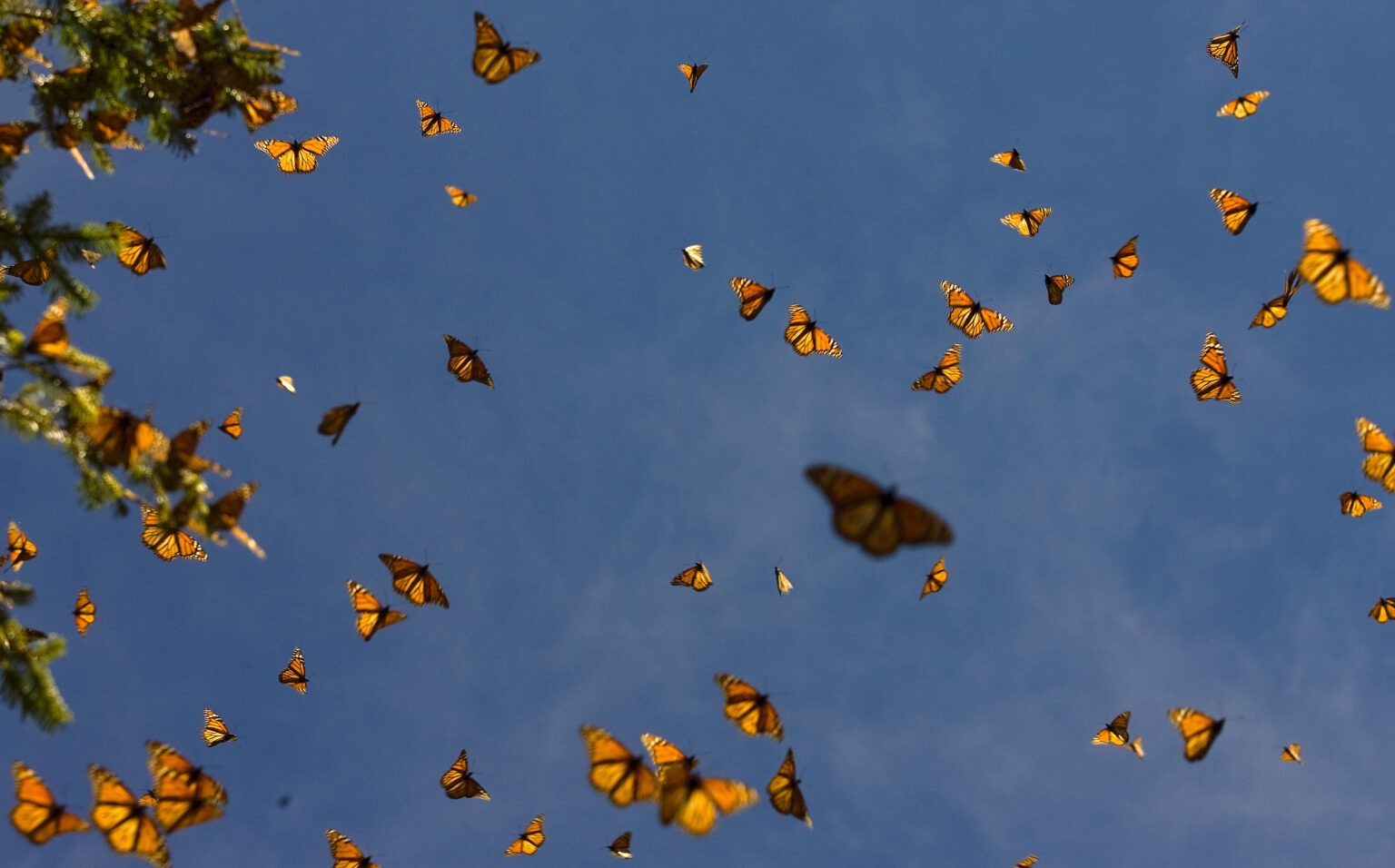 This Tiny Tracker Monitors Monarch Migration - Inside Climate News