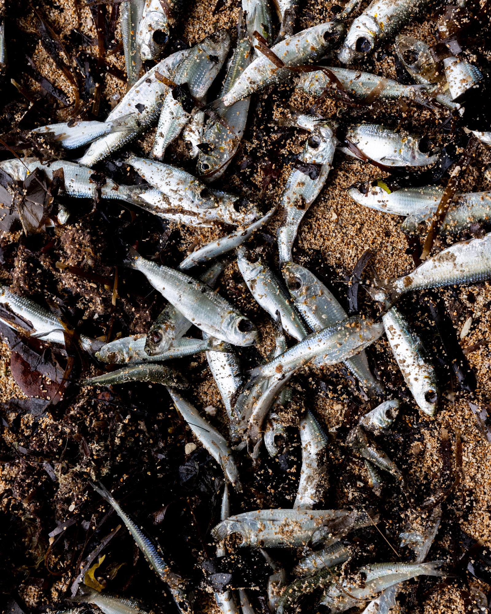 Toxic Ocean Crisis in Papua New Guinea Sparks Mass Marine Die-Off and ...