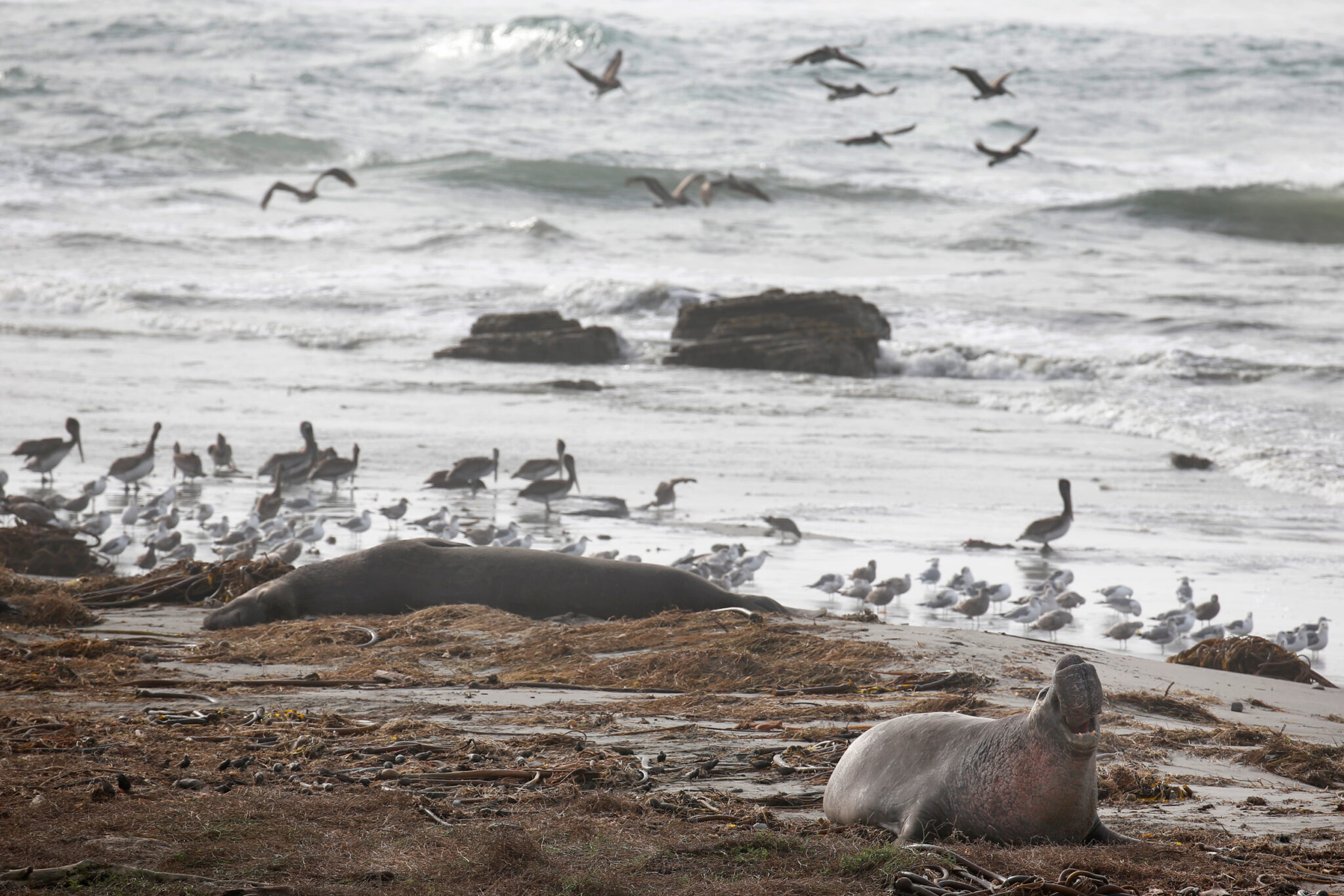 First Confirmed Cases of Bird Flu in California Elephant Seals Stoke ...