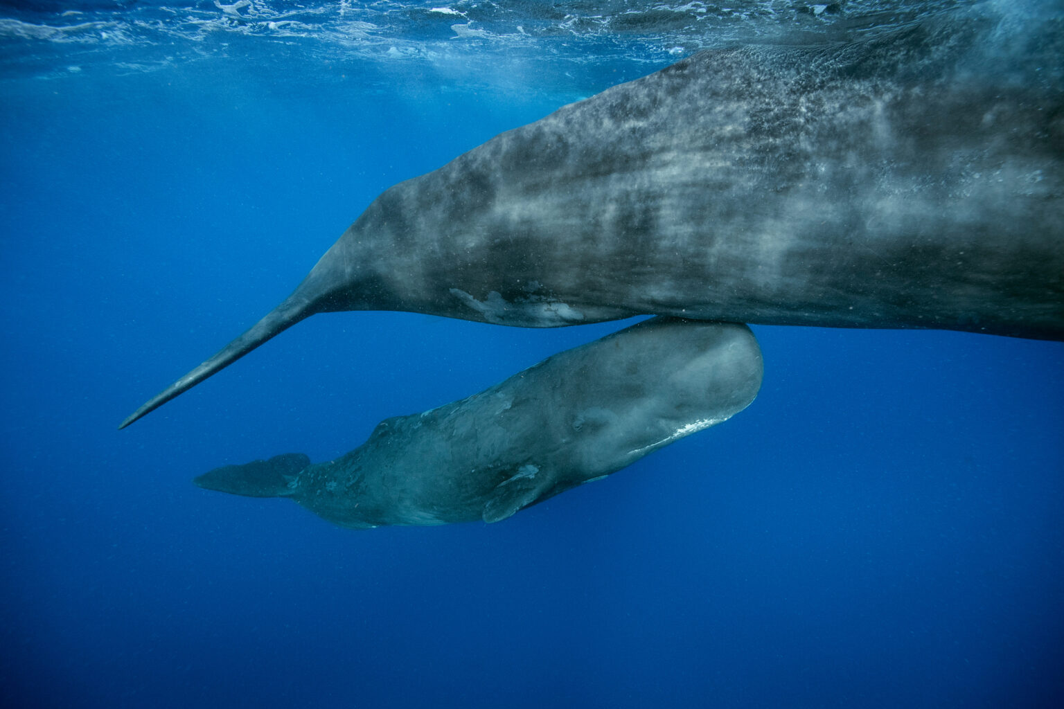 Inside a Rare Sperm Whale Birth Reshaping How Scientists Understand ...