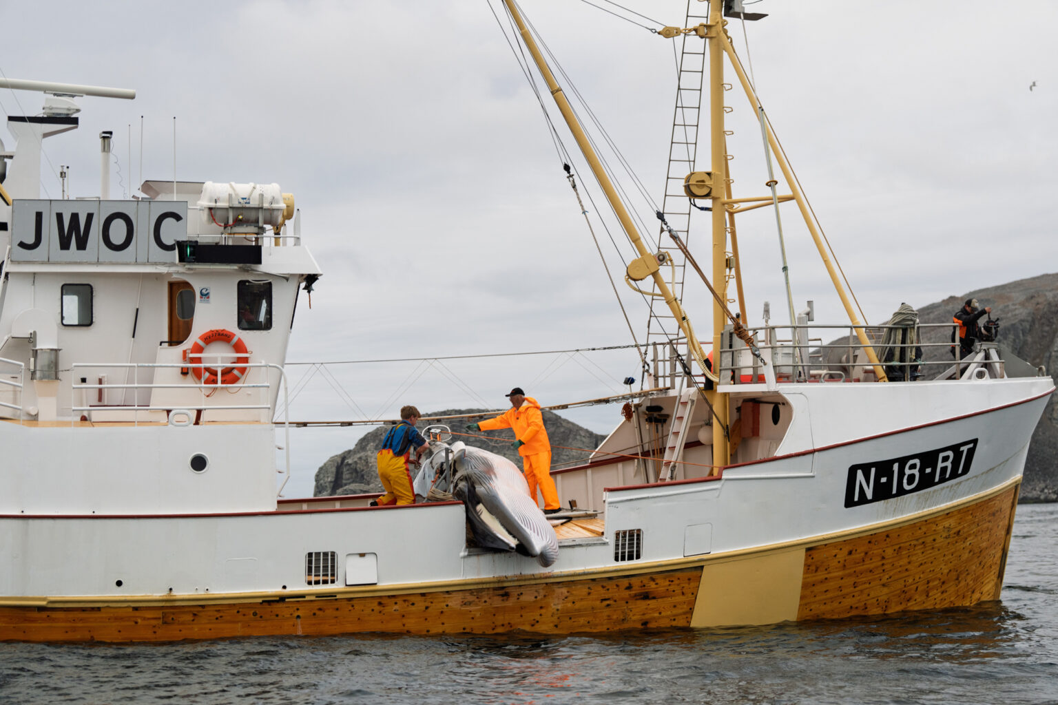 Norway Reopens Annual Whale Hunt Despite Pressure to End Commercial ...
