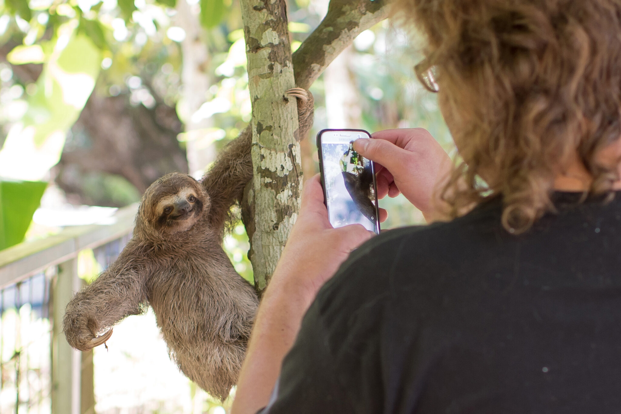 At ‘Sloth World’ in Florida, Wild Sloths Have Died by the Dozens ...