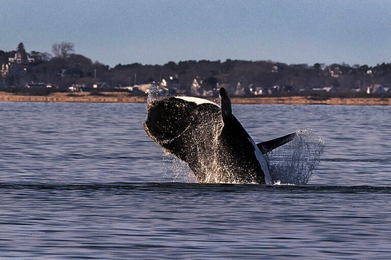 A Bit of Good News for Right Whales - Inside Climate News