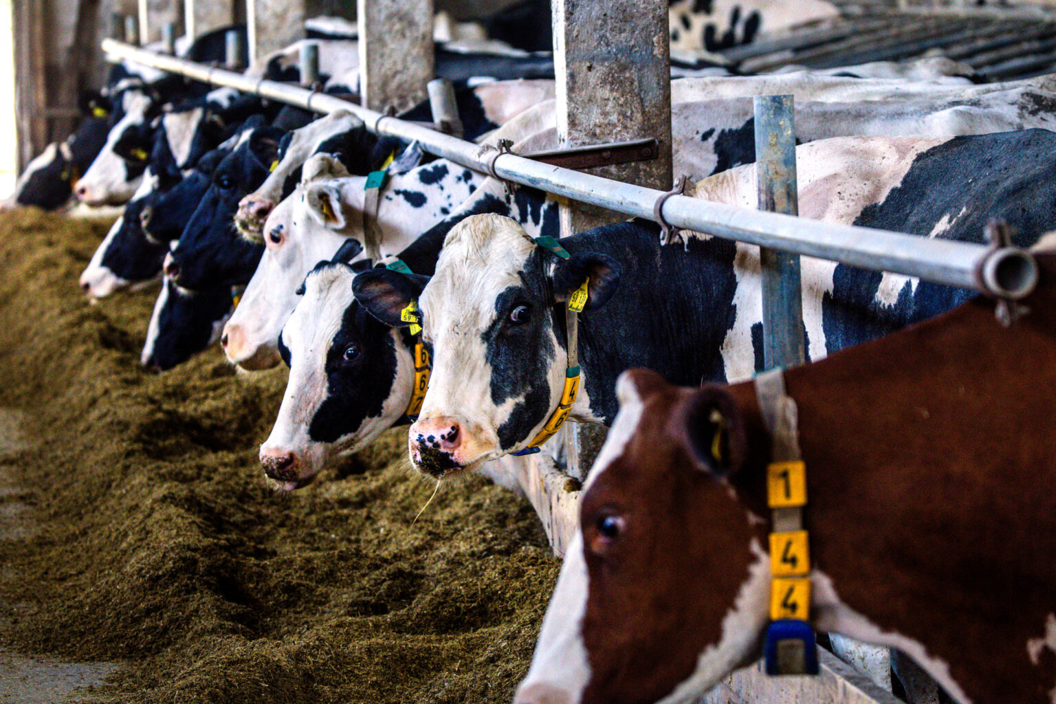 Top Climate Scientists Accuse the Livestock Industry of Pushing Fuzzy ...