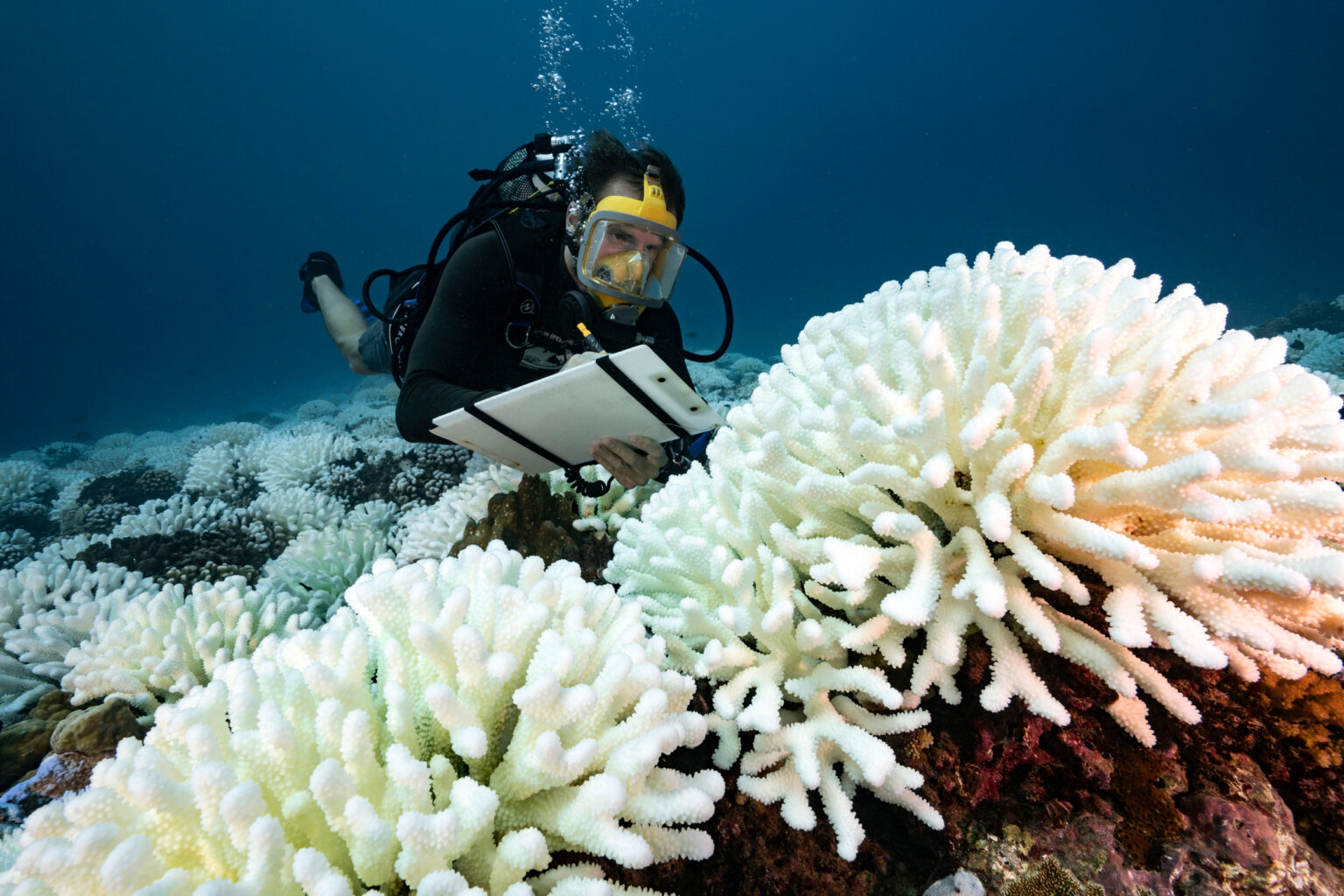 Coral Reefs in French Polynesia Are Stuck Between Life and Death ...
