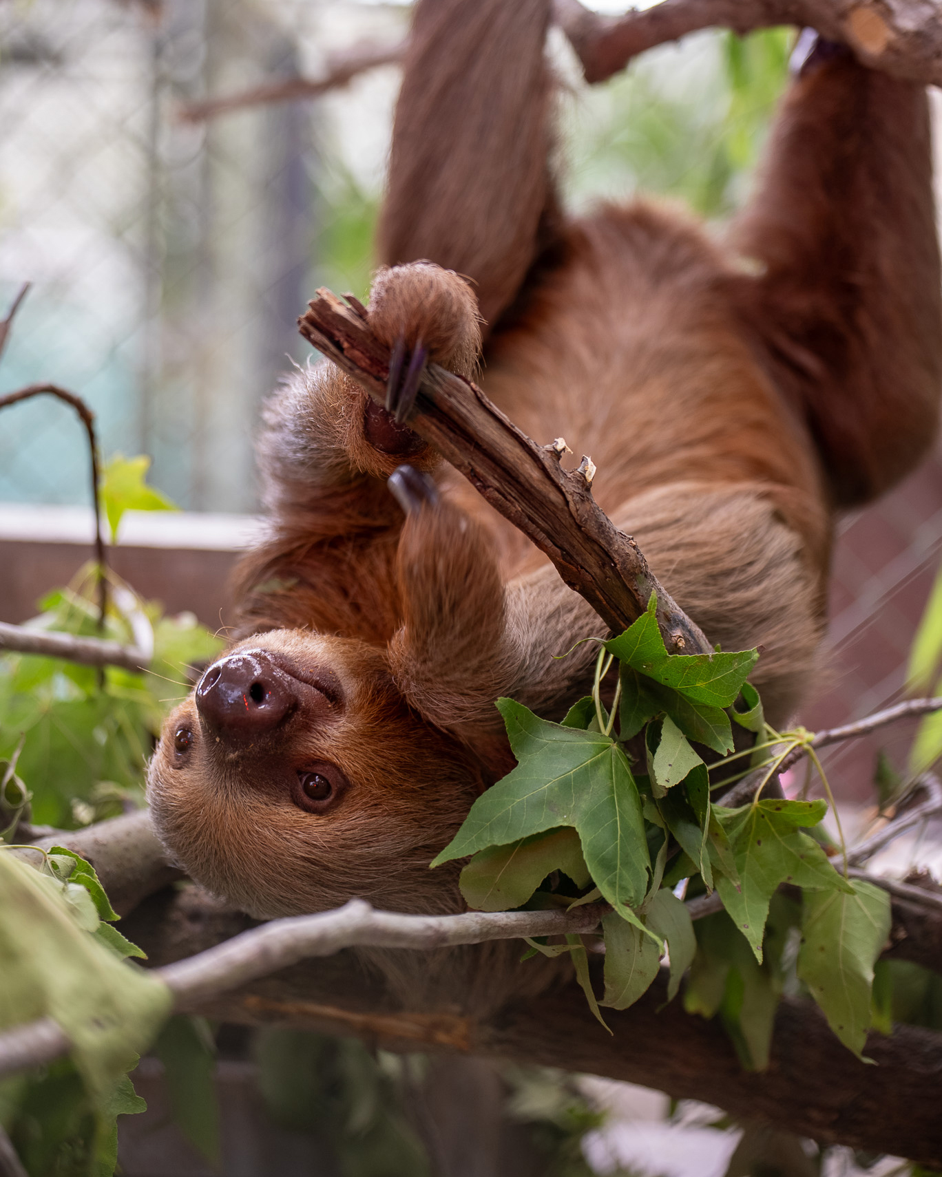 Mass Sloth Deaths in Florida Are a Warning About Wildlife Trade and ...